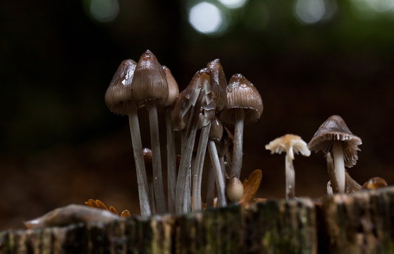 รูปภาพGiftpilz – เลือกดูภาพถ่ายสต็อก เวกเตอร์ และวิดีโอ14,265 | Adobe Stock