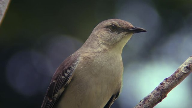 Mockingjay Images – Browse 282 Stock Photos, Vectors, and Video | Adobe ...