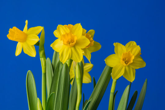 Narcyz Bilder – Durchsuchen 1,921 Archivfotos, Vektorgrafiken und ...