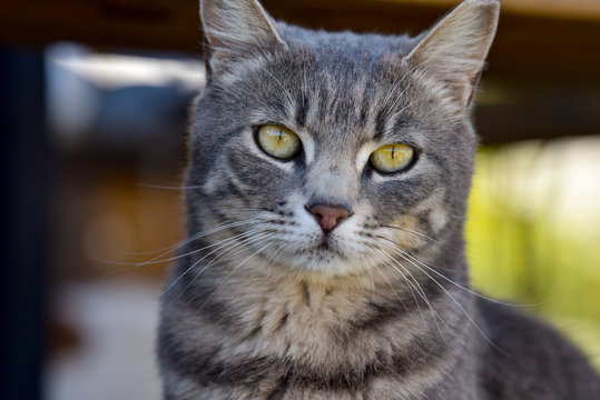 "Ordinary Cat" Billeder – Gennemse 39 stockfotos, vektorer og videoer ...