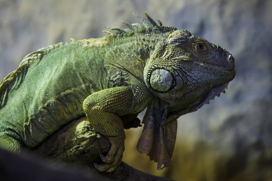 "Iguana Iguana Rhinolopha" Images – Browse 30 Stock Photos, Vectors ...