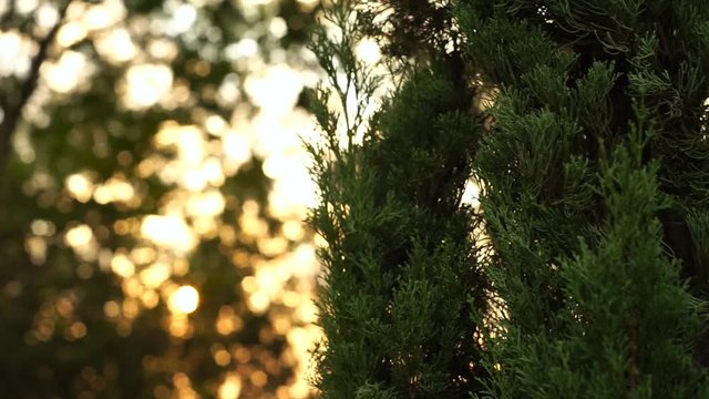 "Cupressus Macrocarpa" Images – Browse 534 Stock Photos, Vectors, and ...