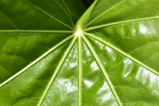 Venation Bilder – Durchsuchen 19,483 Archivfotos, Vektorgrafiken und ...