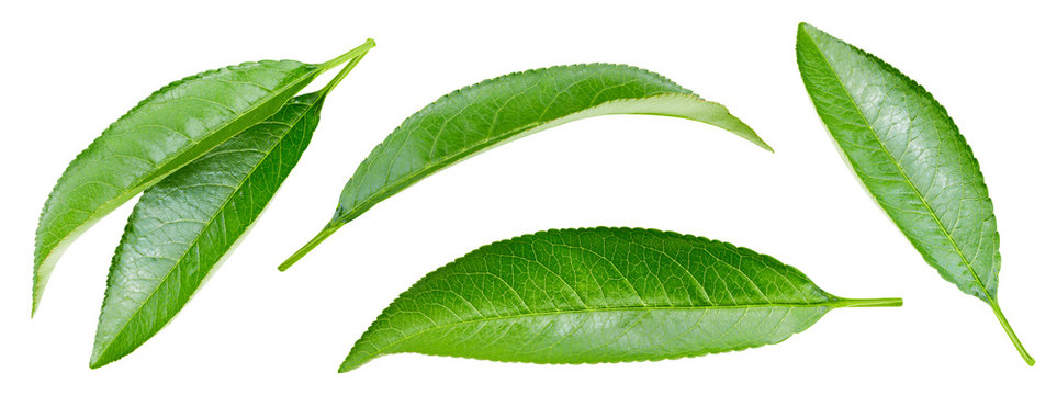 White Peach Tree Leaves