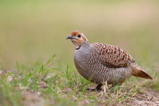 Teetar Images – Browse 9 Stock Photos, Vectors, and Video | Adobe Stock