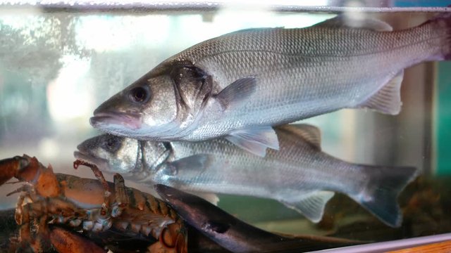 รูปภาพFish-Tank – เลือกดูภาพถ่ายสต็อก เวกเตอร์ และวิดีโอ1,015 | Adobe Stock