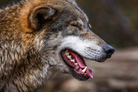 Caniforms-Bilder: Stock-Fotos & -Videos. | Adobe Stock