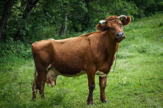 Krowa Images – Parcourir 4,412 le catalogue de photos, vecteurs et ...