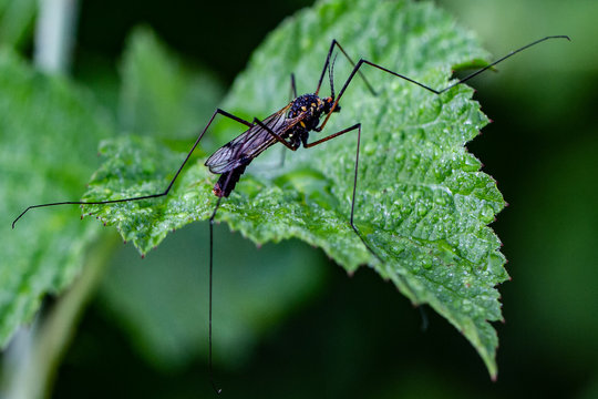 Schnacke Images – Browse 44 Stock Photos, Vectors, and Video | Adobe Stock