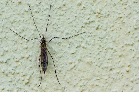 Schnacke Images – Browse 44 Stock Photos, Vectors, and Video | Adobe Stock