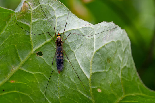 Schnacke Images – Browse 44 Stock Photos, Vectors, and Video | Adobe Stock