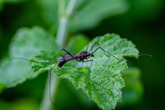 Schnacke Images – Browse 44 Stock Photos, Vectors, and Video | Adobe Stock