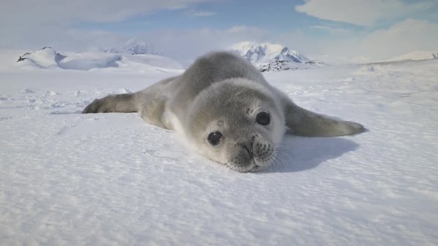 Cute Antarctic Seals