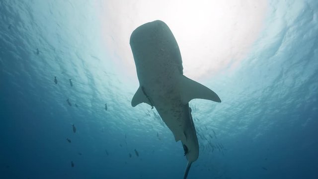 "Whale Shark" Images – Browse 11,397 Stock Photos, Vectors, and Video ...