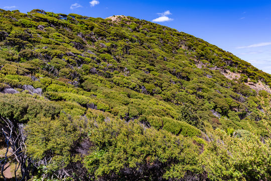 Ferm-Tree Images – Browse 51 Stock Photos, Vectors, and Video | Adobe Stock