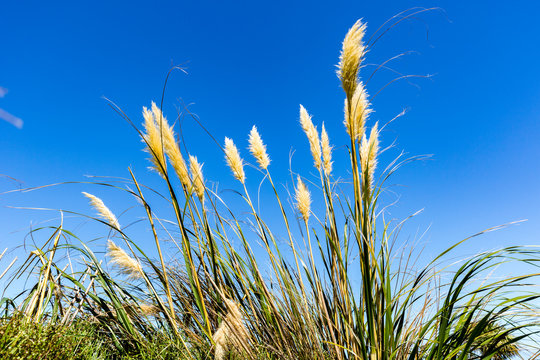 Ferm-Tree Images – Browse 51 Stock Photos, Vectors, and Video | Adobe Stock