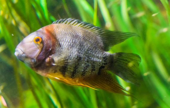 Banded Severum