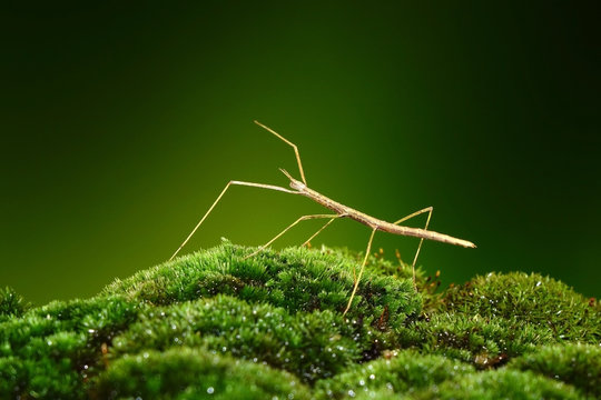 Phasmids Images – Browse 942 Stock Photos, Vectors, and Video | Adobe Stock