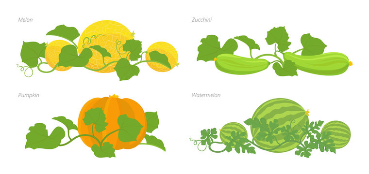 Zucchini Plant Clip Art