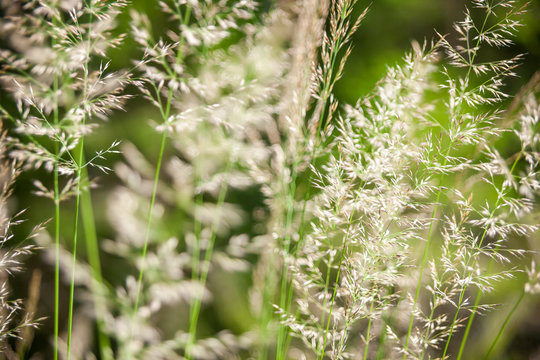 Rispengras bilder – Bläddra bland 219 stockfoton, vektorer och videor ...