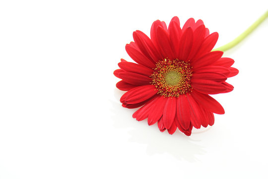 "Transvaal Daisy" Images – Browse 17,077 Stock Photos, Vectors, and ...