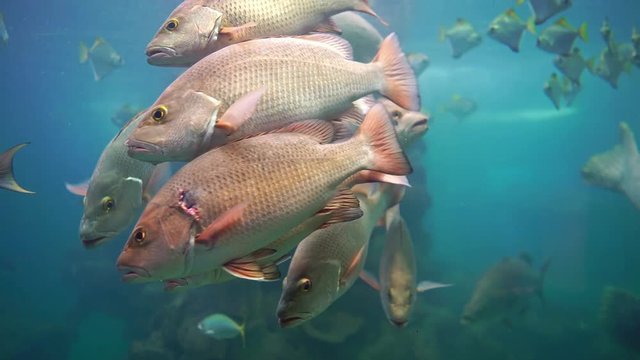 Red Snapper Fish Images – Browse 11,292 Stock Photos, Vectors, and ...