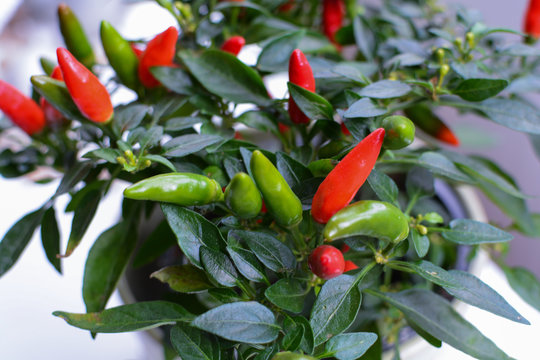 Afbeeldingen over "Chilli Plant" – Blader in stockfoto's, vectoren en ...