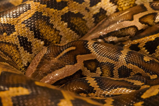 Sanke Images – Parcourir 351 le catalogue de photos, vecteurs et vidéos ...