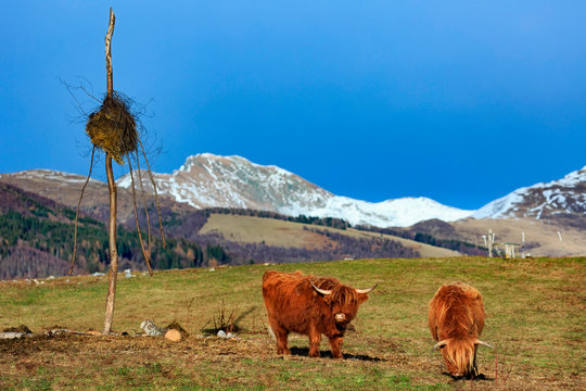 "Colla-Bilder: Stock-Fotos & -Videos. | Adobe Stock