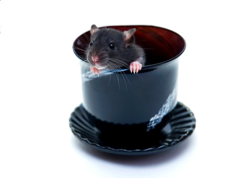 Musophobia Bilder – Durchsuchen 127 Archivfotos, Vektorgrafiken und ...