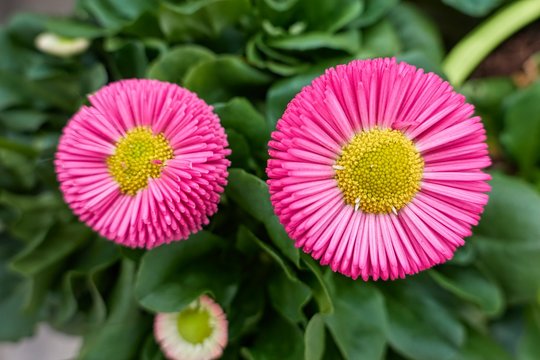 รูปภาพPomponette – เลือกดูภาพถ่ายสต็อก เวกเตอร์ และวิดีโอ229 | Adobe Stock