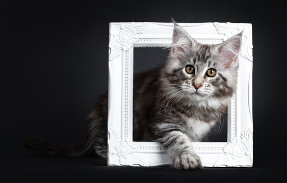 "Paw Over Edge" Images – Browse 32 Stock Photos, Vectors, and Video ...