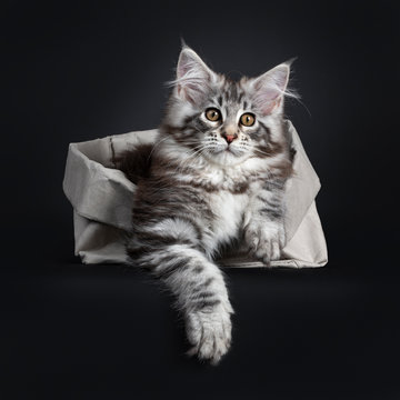 "Paw Over Edge" Images – Browse 32 Stock Photos, Vectors, and Video ...
