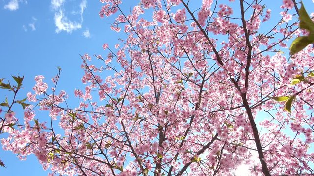 Kawazu-Zakura Bilder – Durchsuchen 533 Archivfotos, Vektorgrafiken und ...