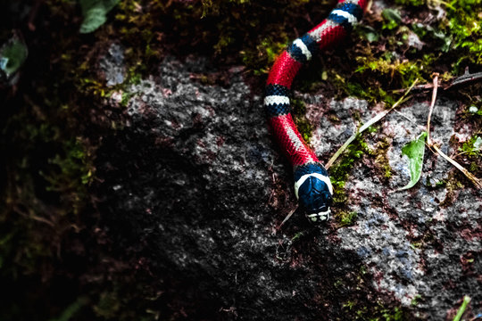 "Milk Snake" Images – Browse 2,746 Stock Photos, Vectors, and Video ...