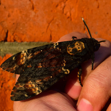 รูปภาพAcherontia – เลือกดูภาพถ่ายสต็อก เวกเตอร์ และวิดีโอ957 | Adobe Stock