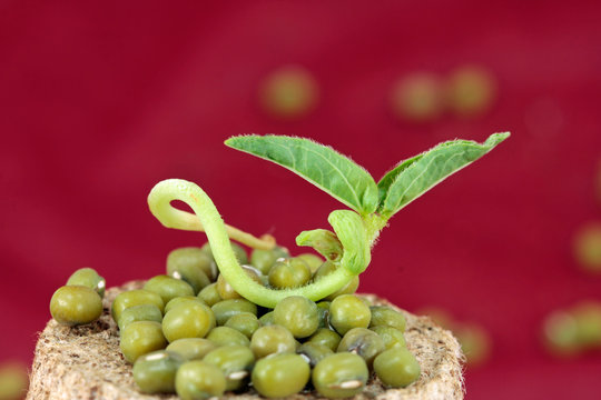 Keimend bilder – Bläddra bland 116 stockfoton, vektorer och videor ...