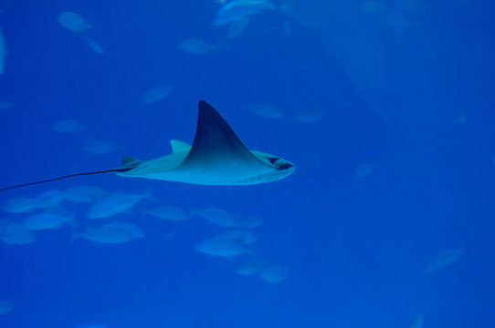 รูปภาพBatoidea – เลือกดูภาพถ่ายสต็อก เวกเตอร์ และวิดีโอ64,020 | Adobe Stock