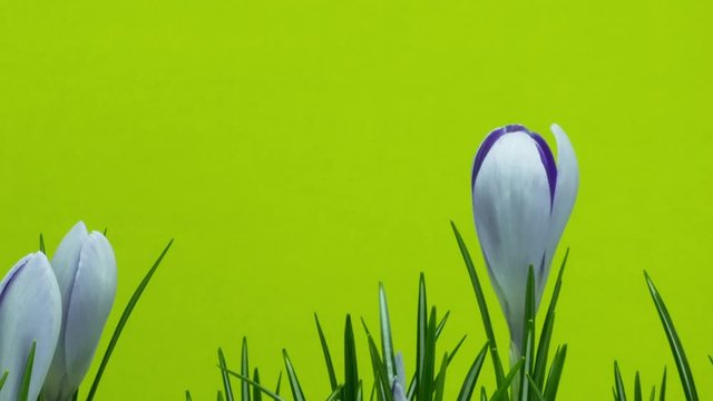 Crocus Video Footage – Browse 5,836 HD Stock Video and Footage | Adobe ...