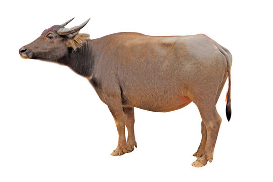 รูปภาพCarabao – เลือกดูภาพถ่ายสต็อก เวกเตอร์ และวิดีโอ2,563 | Adobe Stock