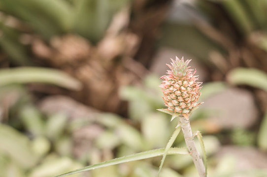 รูปภาพBromelain – เลือกดูภาพถ่ายสต็อก เวกเตอร์ และวิดีโอ808 | Adobe Stock
