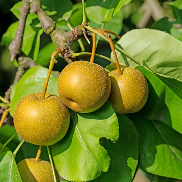 Bapfel Bilder – Durchsuchen 25 Archivfotos, Vektorgrafiken und Videos ...