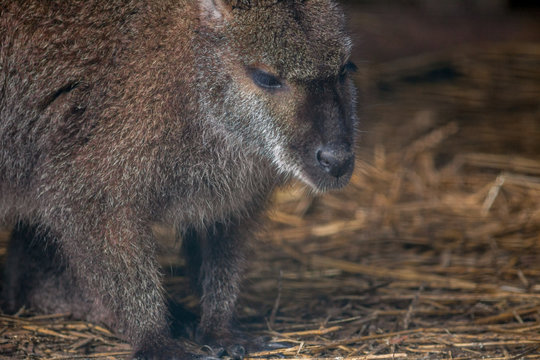 รูปภาพWallabie – เลือกดูภาพถ่ายสต็อก เวกเตอร์ และวิดีโอ204 | Adobe Stock