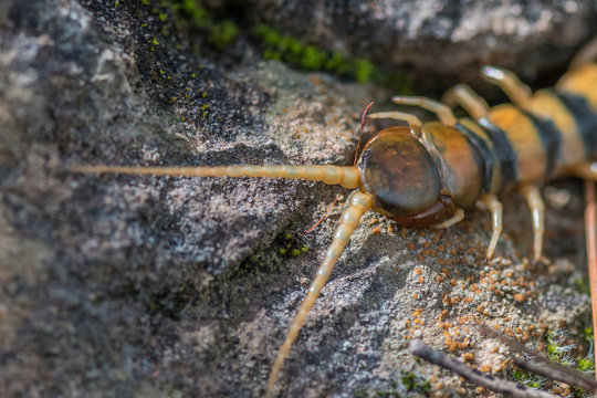 รูปภาพScolopendre – เลือกดูภาพถ่ายสต็อก เวกเตอร์ และวิดีโอ63 | Adobe Stock