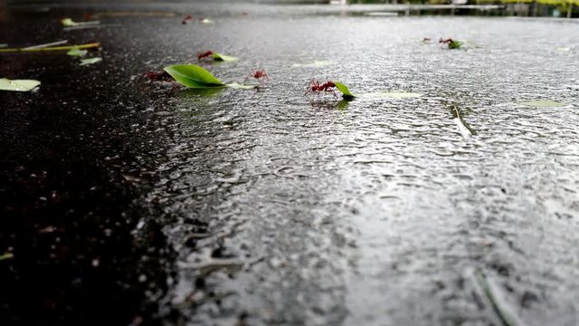 รูปภาพInceto – เลือกดูภาพถ่ายสต็อก เวกเตอร์ และวิดีโอ13 | Adobe Stock