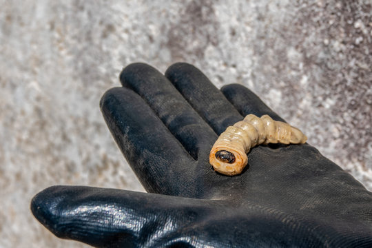 Pupal-Bilder: Stock-Fotos & -Videos. | Adobe Stock