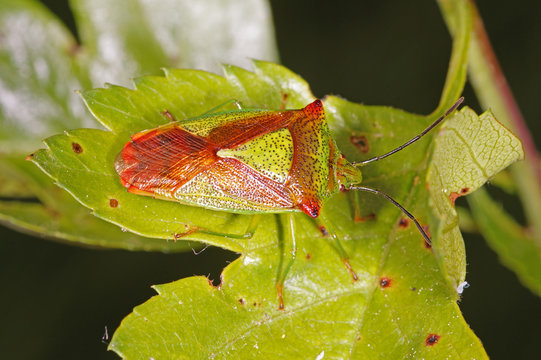 Blattwanze bilder – Bläddra bland 183 stockfoton, vektorer och videor ...