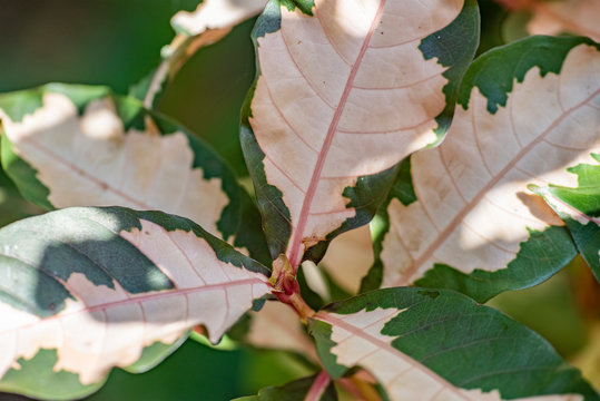รูปภาพGraptophyllum – เลือกดูภาพถ่ายสต็อก เวกเตอร์ และวิดีโอ286 | Adobe ...