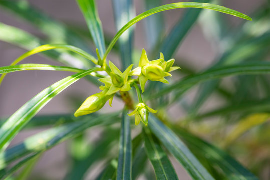 Kaniara Images – Browse 47 Stock Photos, Vectors, and Video | Adobe Stock