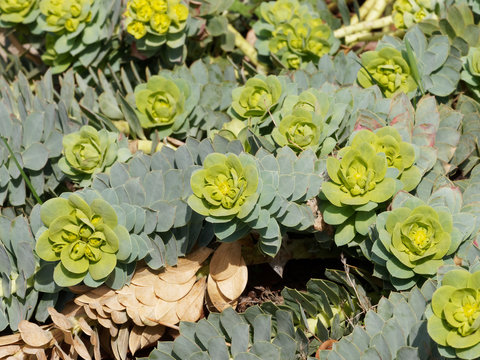 รูปภาพMyrte – เลือกดูภาพถ่ายสต็อก เวกเตอร์ และวิดีโอ325 | Adobe Stock